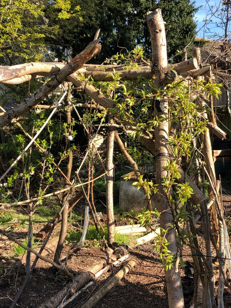 Fruit tree log arch – Cool Upcycled