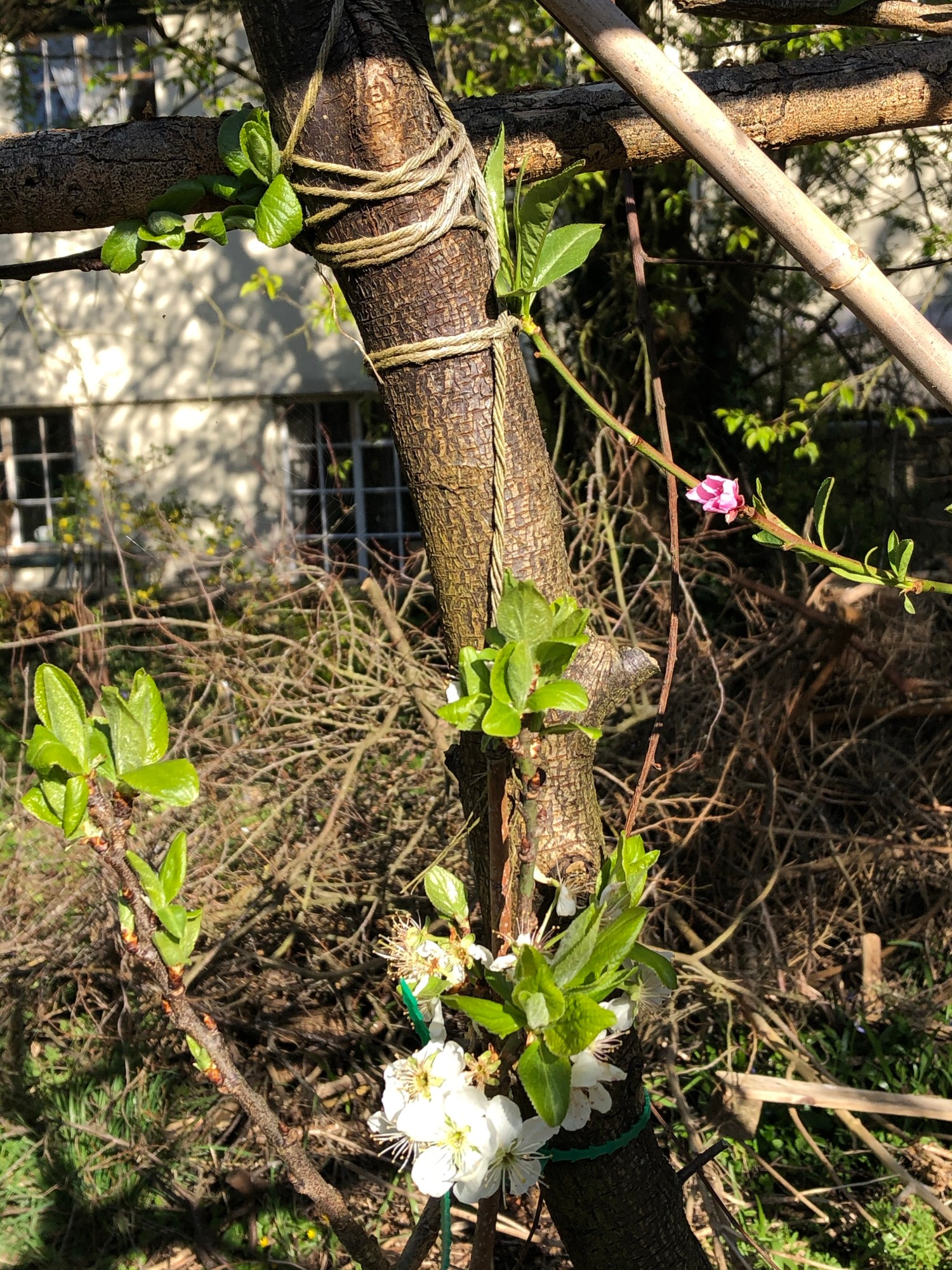 Fruit tree log arch – Cool Upcycled