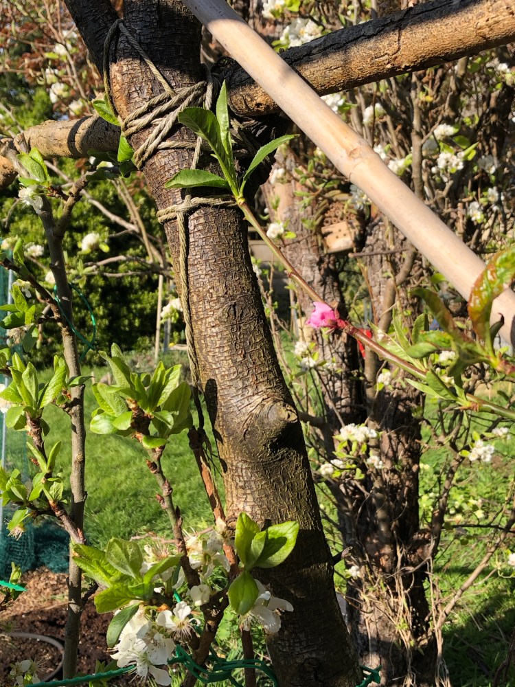 Fruit tree log arch – Cool Upcycled