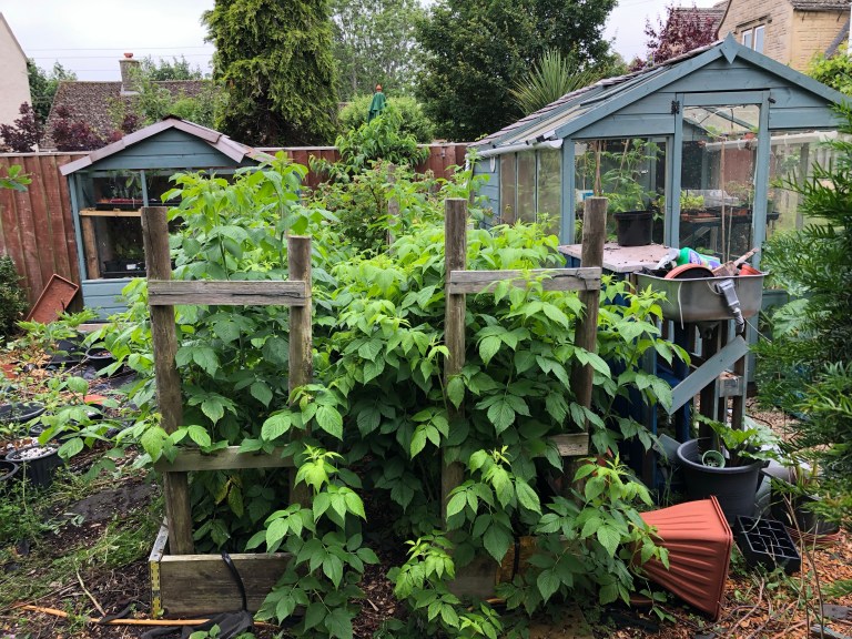 Raspberry raised beds and supports – Cool Upcycled