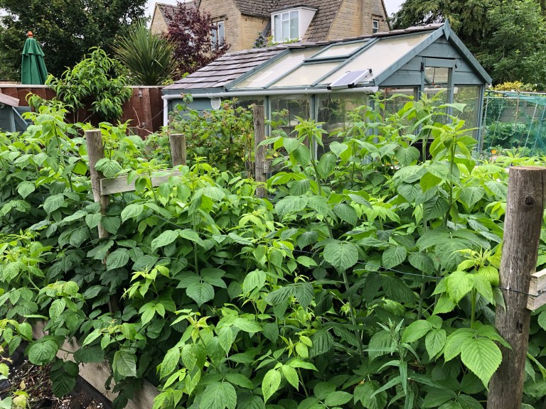 Raspberry raised beds and supports – Cool Upcycled