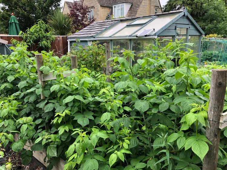 Raspberry raised beds and supports – Cool Upcycled