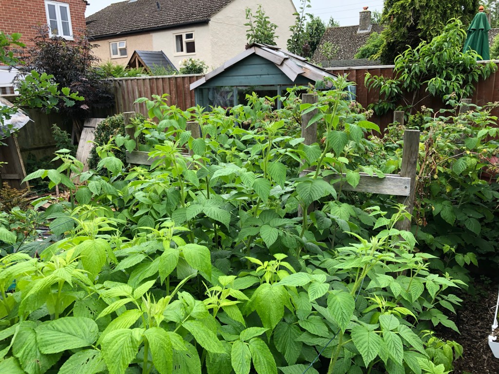Raspberry raised beds and supports – Cool Upcycled