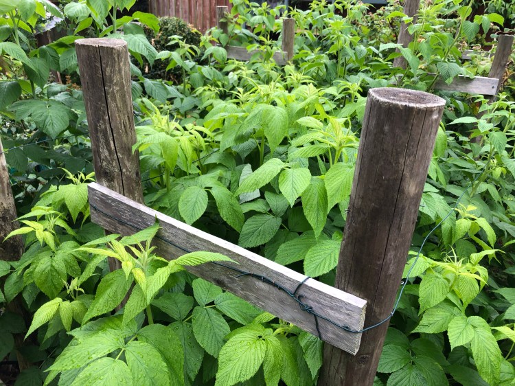 Raspberry raised beds and supports – Cool Upcycled