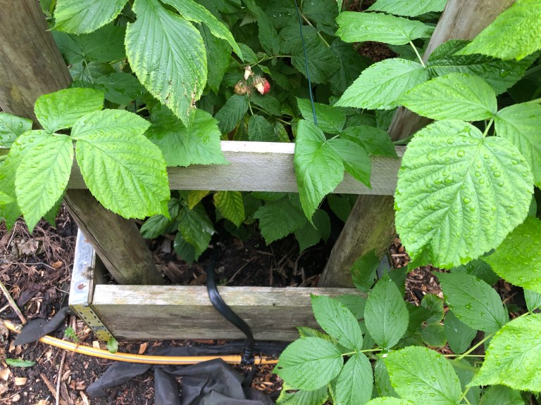 Raspberry raised beds and supports – Cool Upcycled